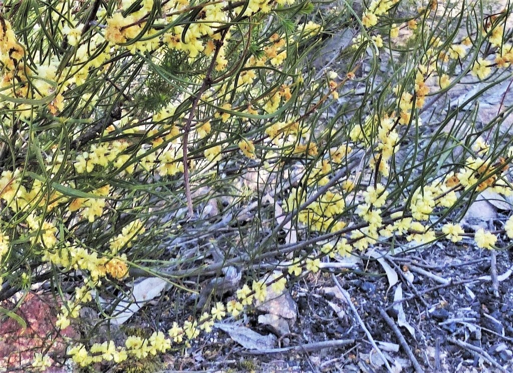 (Acacia phasmoides) - Botanical Realm