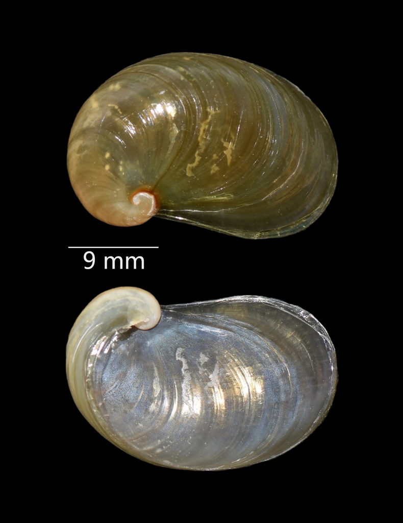 Austenia magnificus from 中国云南省德宏傣族景颇族自治州盈江县那邦镇 on August 31, 2020 at 11 ...