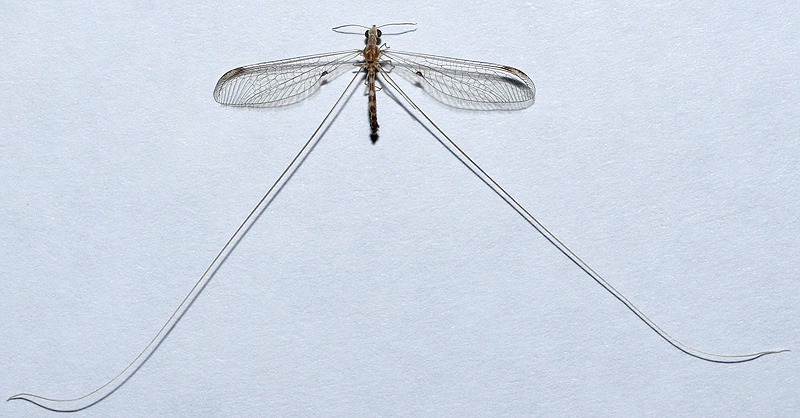 Necrophylus arenarius from Almería, España on July 17, 2017 at 12:08 PM ...