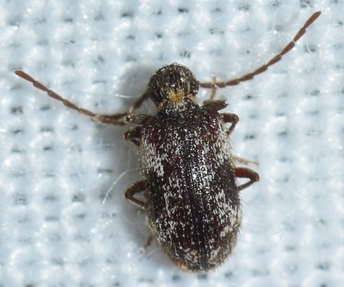 Genus Dignomus · iNaturalist