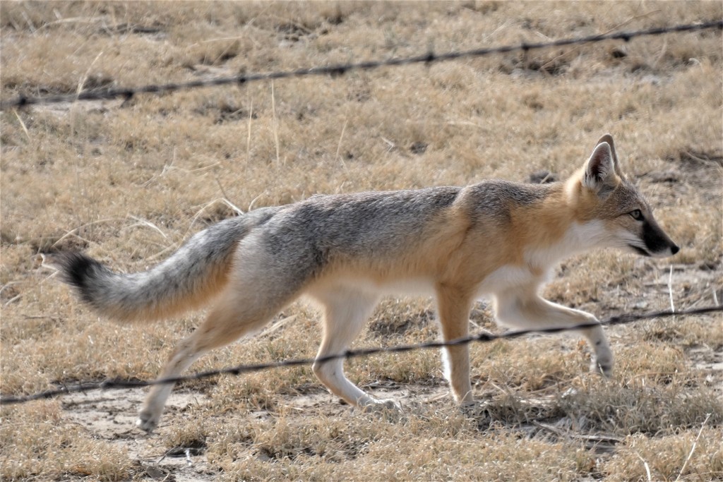 Swift Fox (Vulpes velox) - Know Your Mammals