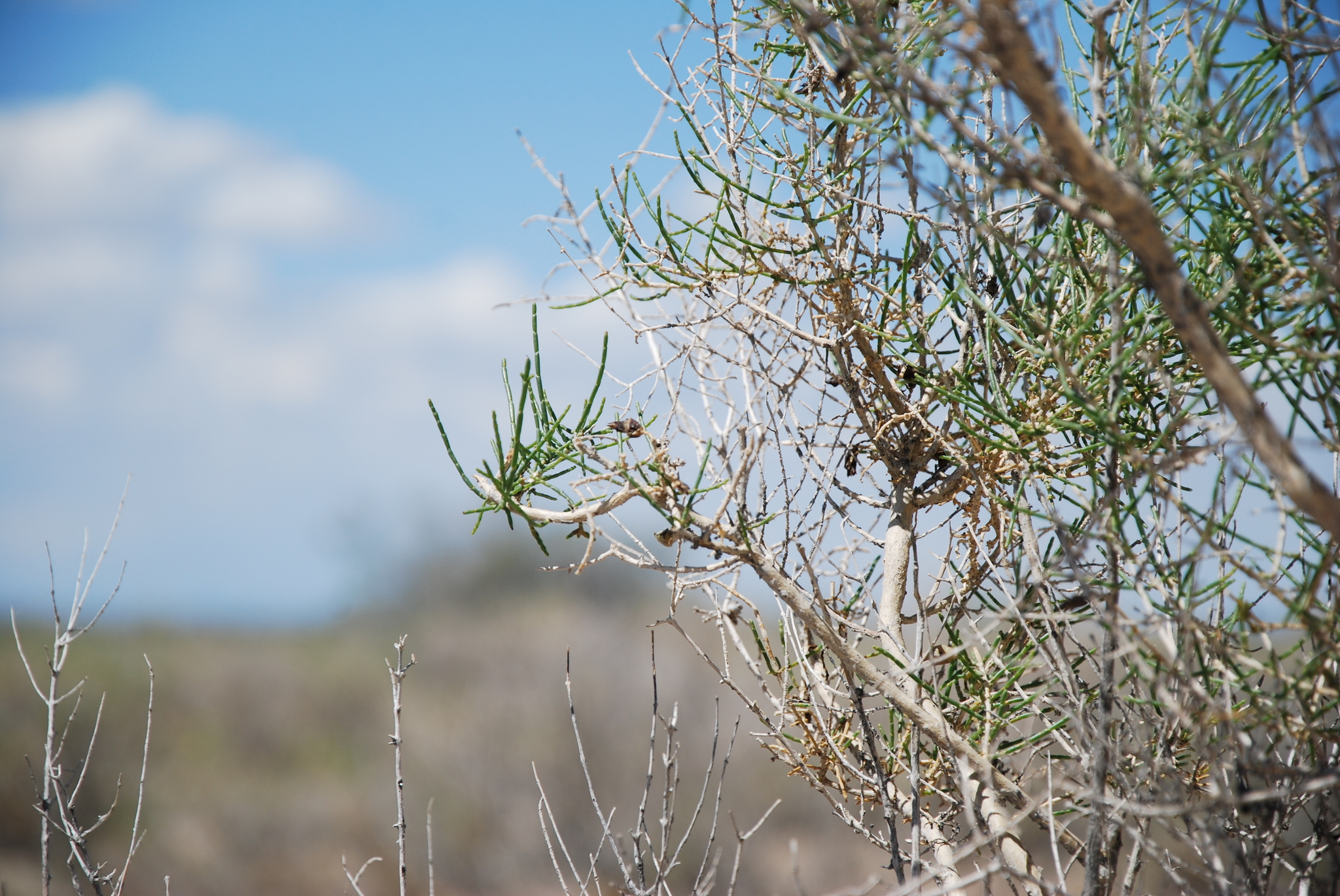 Haloxylon ammodendron (C.A.Mey.) Bunge ex Fenzl