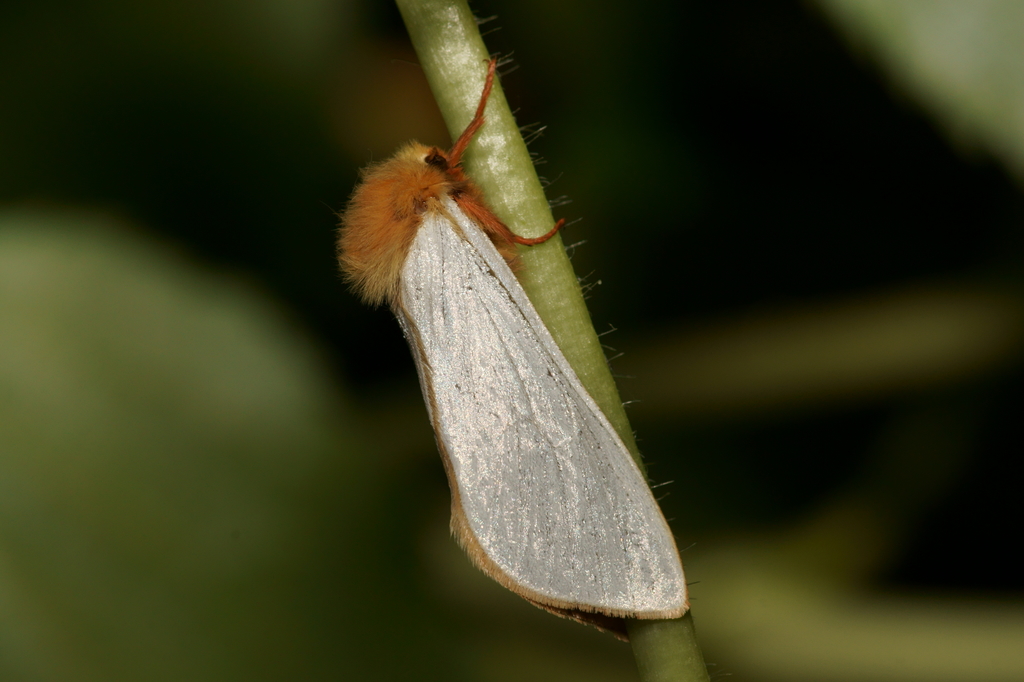 Ghost Moth (Buxton Day Flying Moths) · BioDiversity4All
