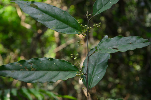 Maesa acuminatissima · iNaturalist