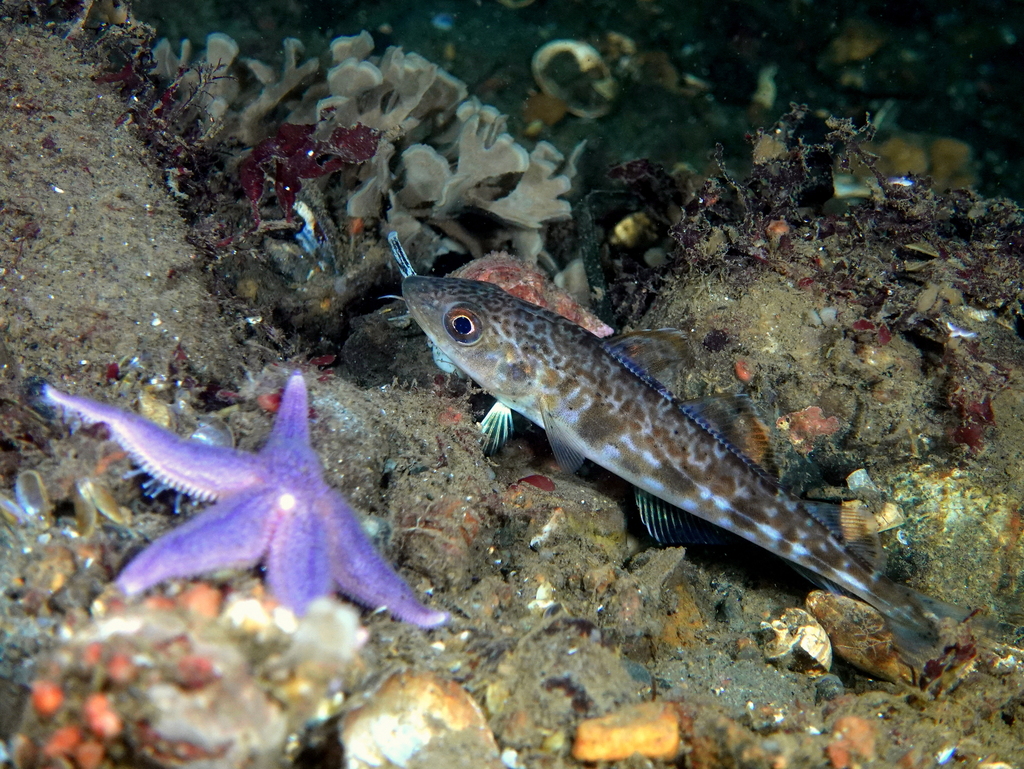 Cods and Haddocks (Gadidae) - Marine Life Identification