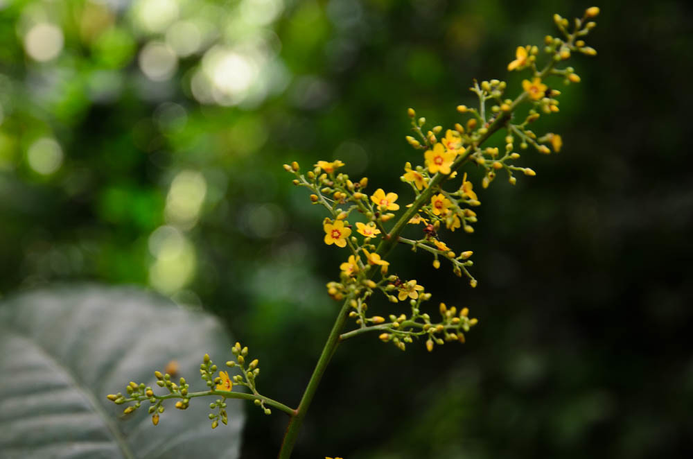 (Trigonostemon philippinensis) - Botanical Realm