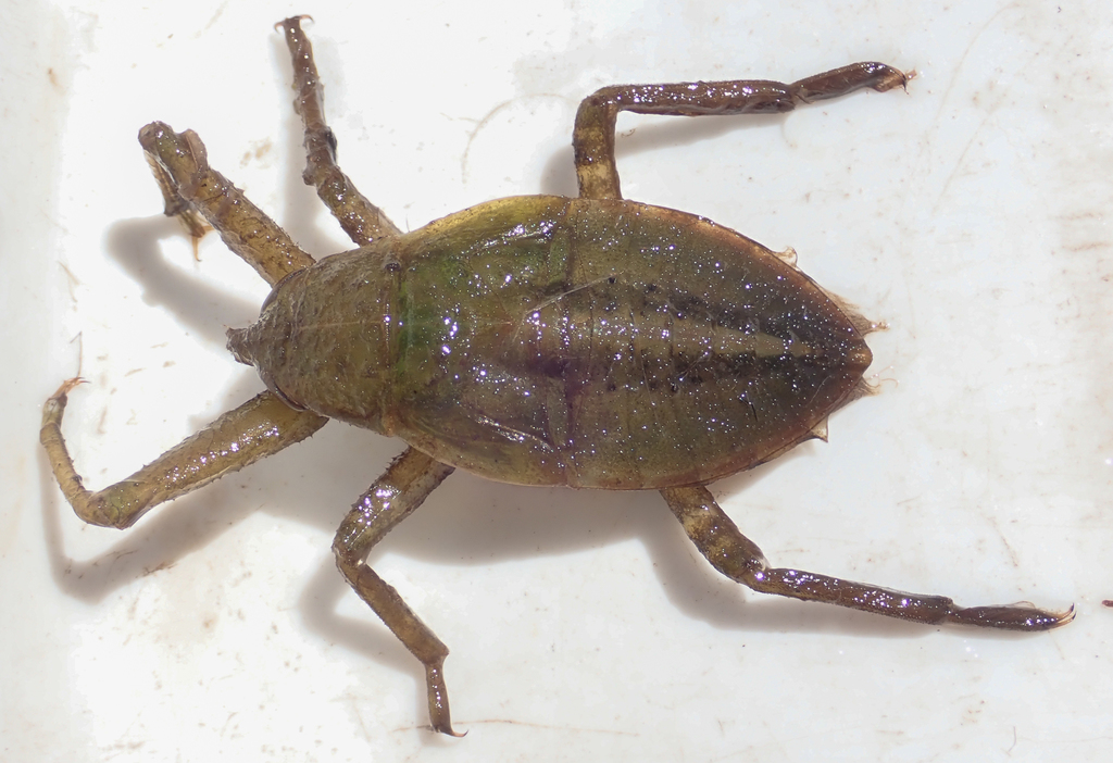 Great Waterbug from Ngamiland West, North-West, Botswana on October 17 ...
