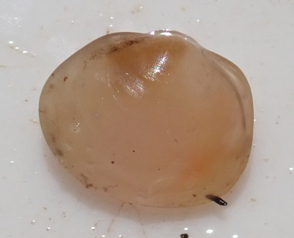 Musculium incomitatum from Ngamiland West, North-West, Botswana on ...