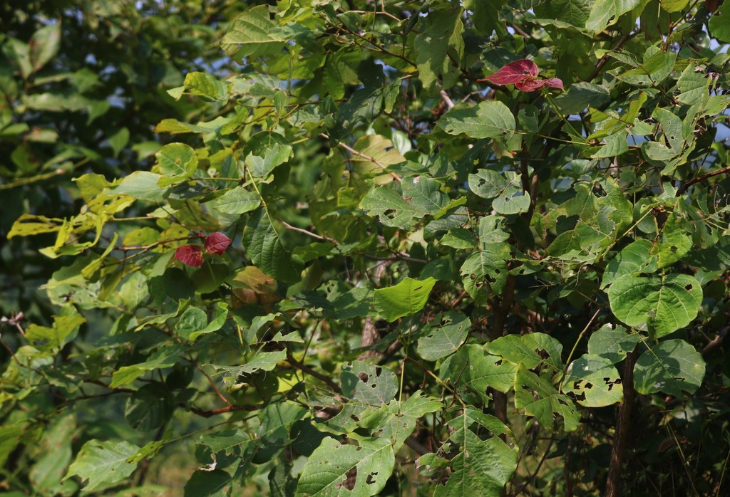 Ujjain Desmodium Tree (Ougeinia oojeinensis) - Botanical Realm