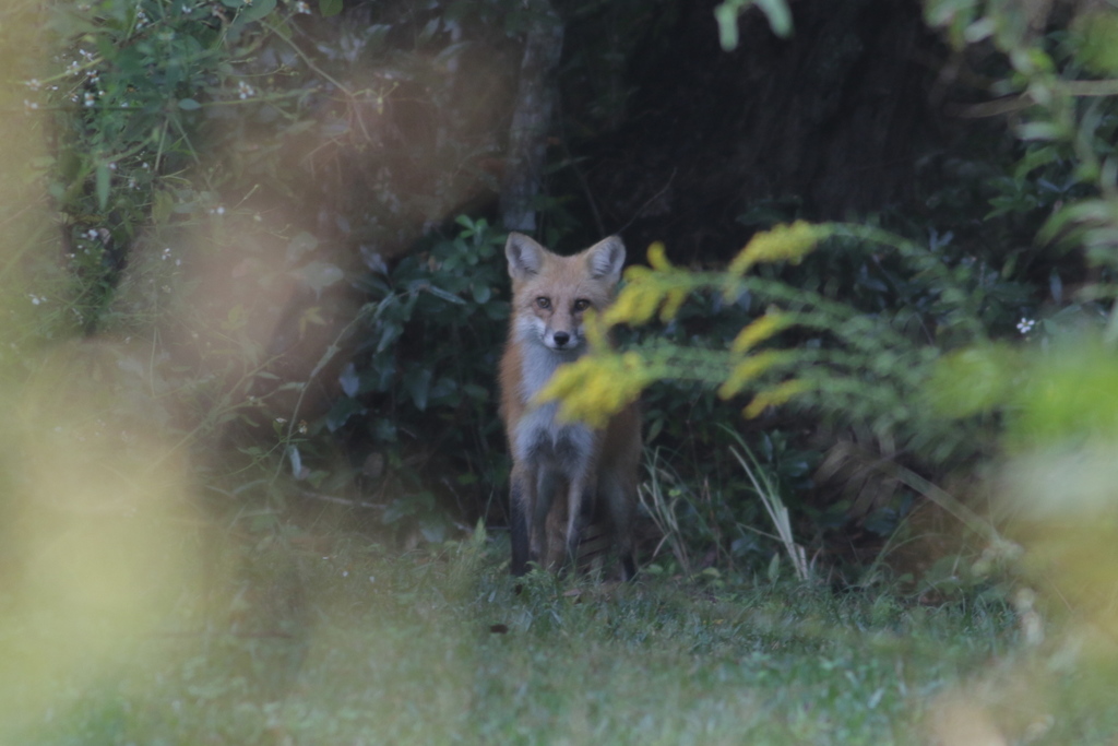Eastern American Red Fox from Gainesville, FL, USA on October 22, 2020 ...