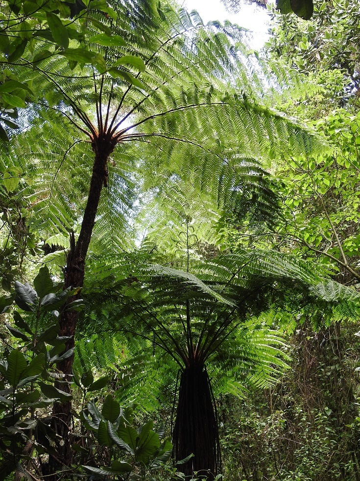 Tree Ferns and Allies (Cyatheales) - Botanical Realm