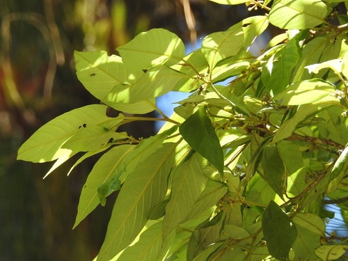 Palo amarillo (Frangula discolor)