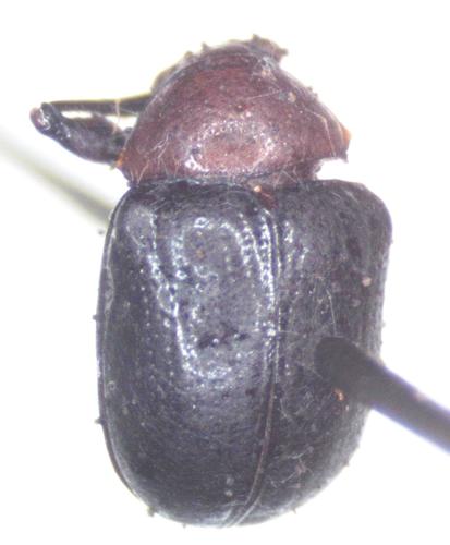 Basilepta variabile · iNaturalist