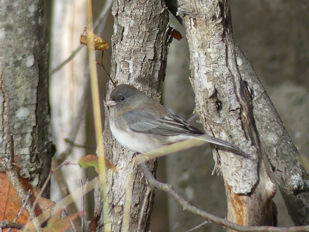 Dark-eyed Junco from Peterborough County, ON, Canada on October 20 ...