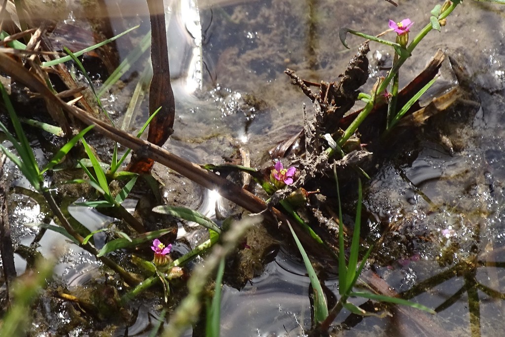 Scarlet Toothcup from Comal County, TX, USA on October 22, 2020 at 12: ...