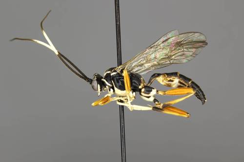 Platylabus berndi · iNaturalist