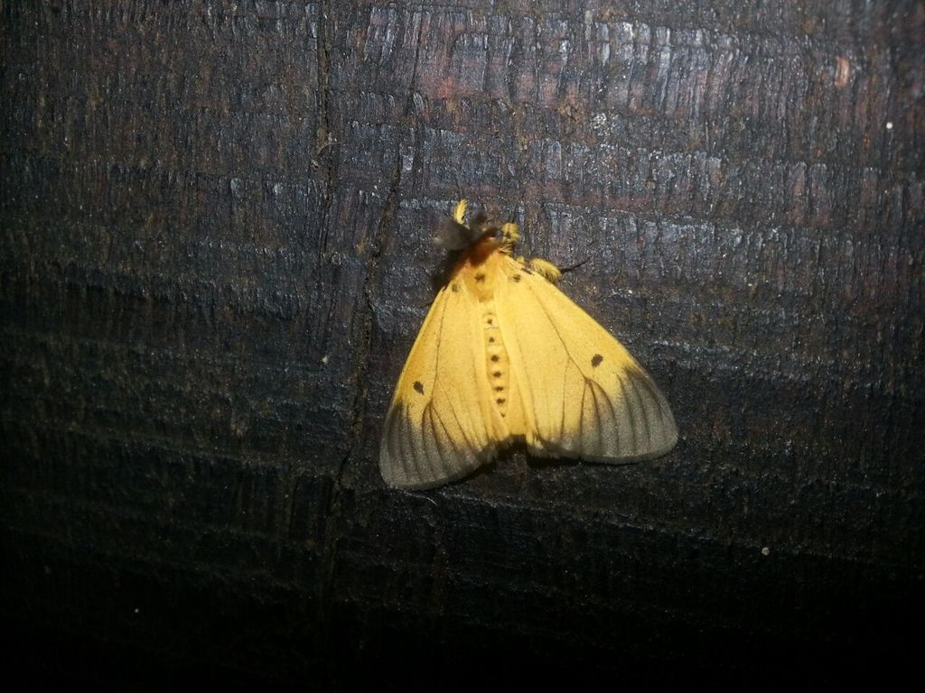 Barlowia charax from TCT Dalmann on July 28, 2014 at 05:15 PM by Lauren ...