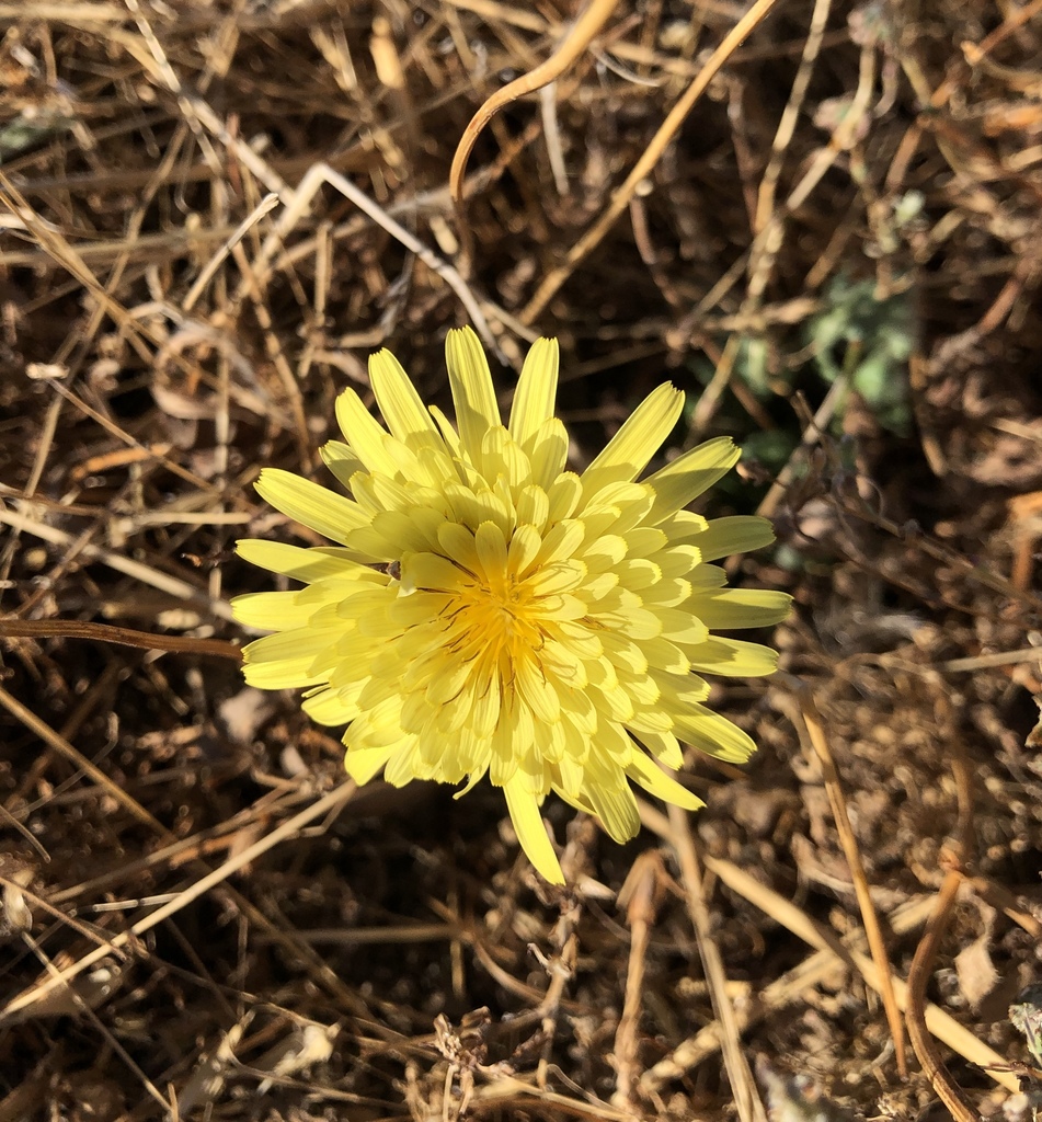 Coast Range Agoseris from Russian Ridge Open Space Preserve, San Mateo ...
