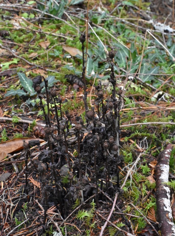 Ghost Pipe in October 2020 by Gail A Baker. Monotropa uniflora ...