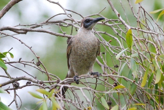 Little Friarbird (Birds of Griffith NSW) · iNaturalist