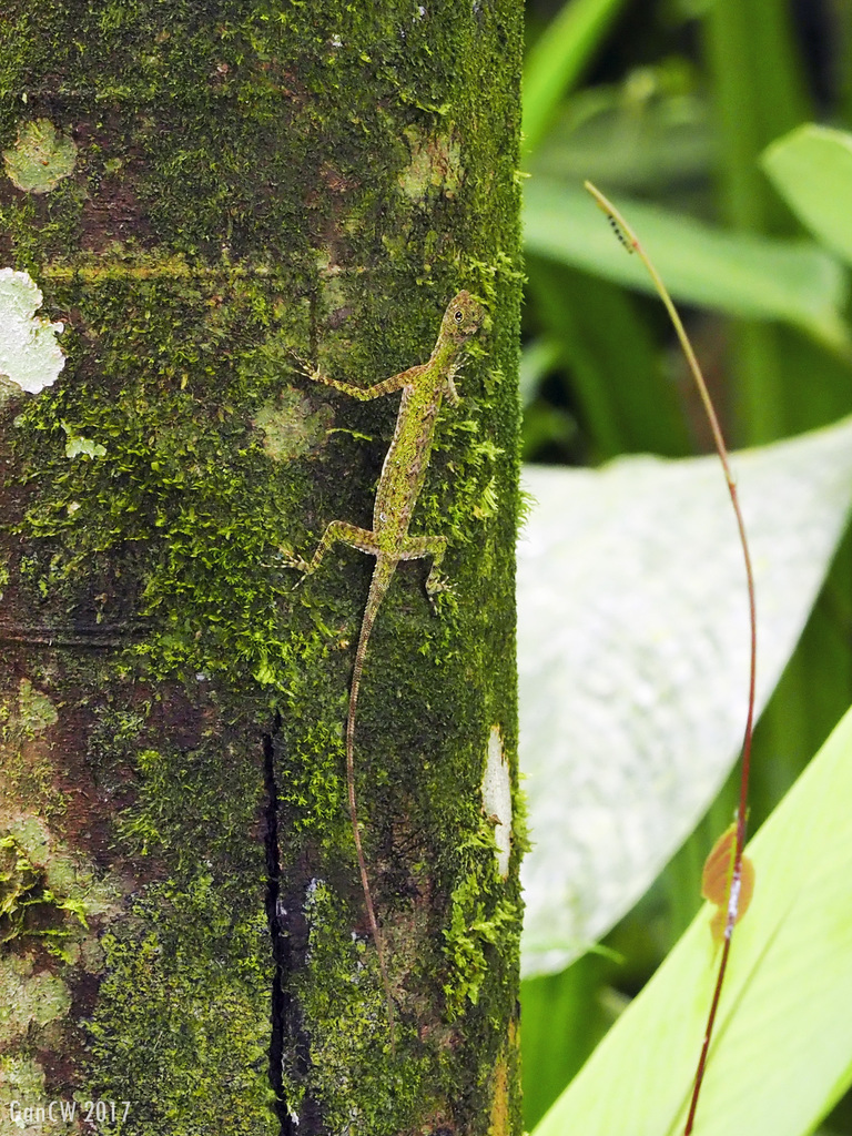 Black-barbed Flying Dragon (Draco melanopogon) - Snakes and Lizards