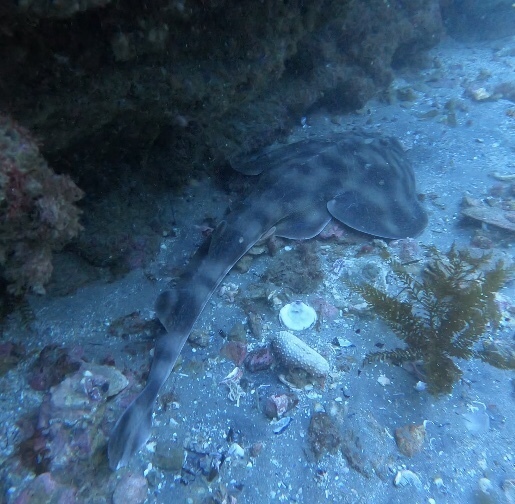 Banded Guitarfish from North Pacific Ocean, Laguna Beach, CA, US on ...