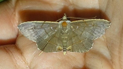 Clapra deucalion · iNaturalist