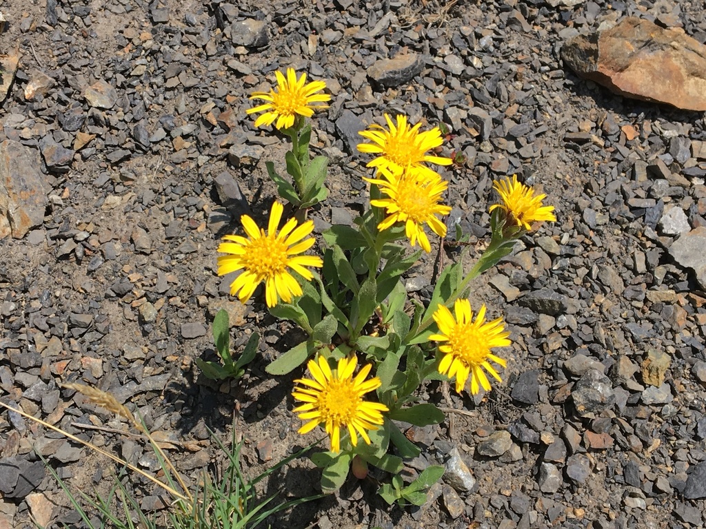 lyall's tonestus from Division No. 15, AB, Canada on July 29, 2017 at ...