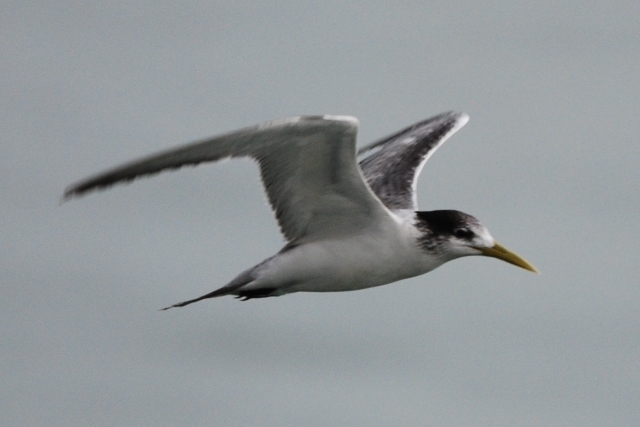 Great Crested Tern (Birds of the British Indian Ocean Territory ...