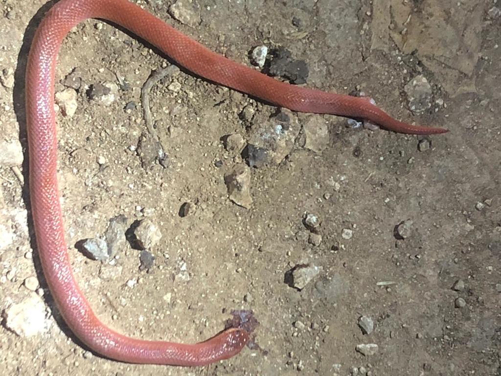 Blood Snake from Othón P. Blanco, Q.R., México on October 21, 2020 at ...