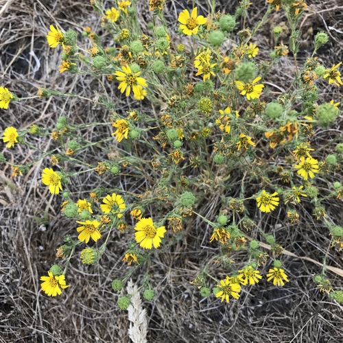 Coastal Tarweed (Purisima OSP Plants) · iNaturalist