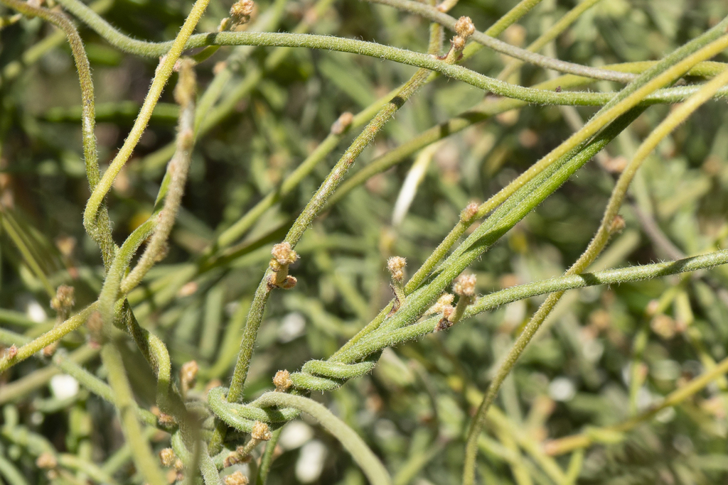 Devil's Twine from Somerville VIC 3912, Australia on October 22, 2020 ...