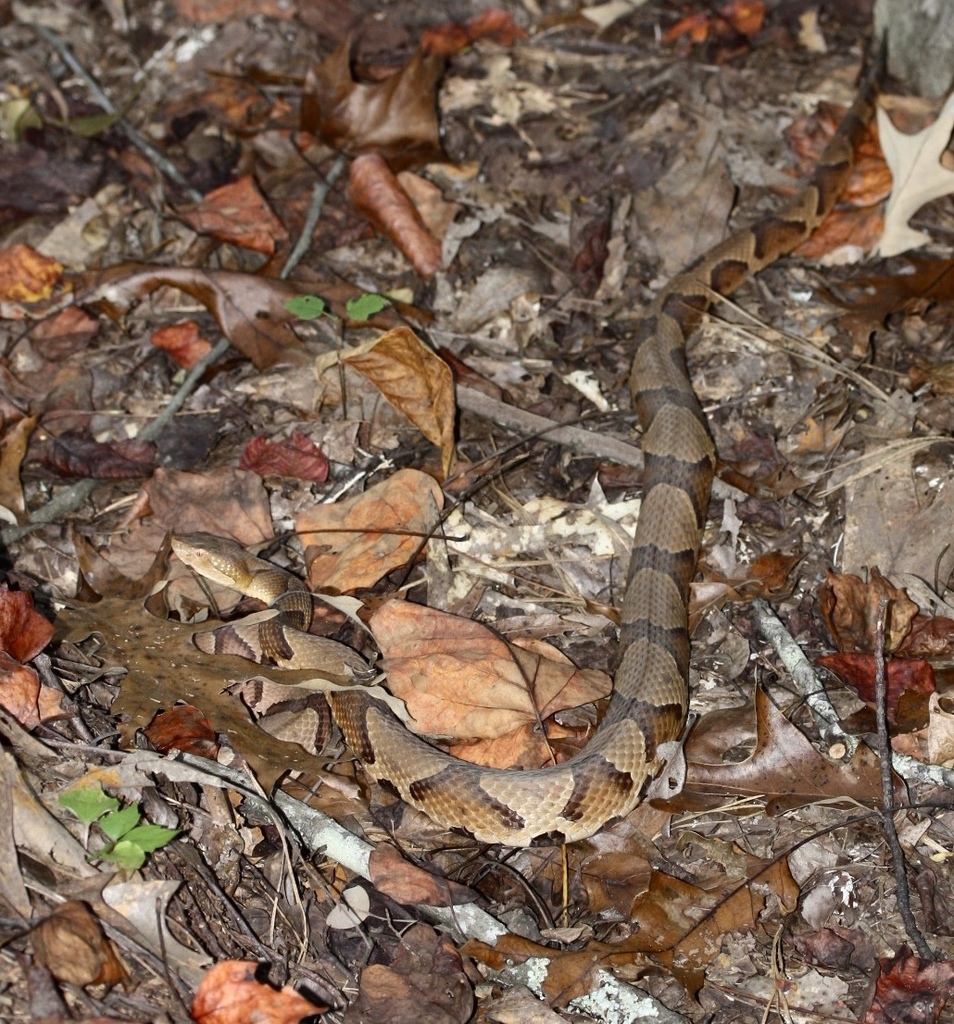 Eastern Copperhead from Coweta County, GA, USA on October 22, 2020 at ...