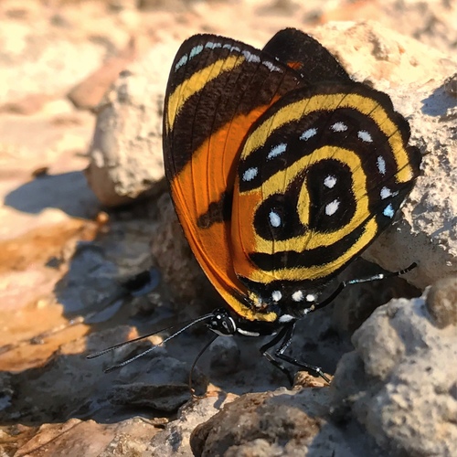 Callicore cynosura (Butterflies Brazil) · iNaturalist