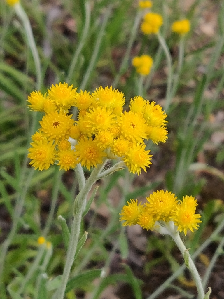 Common Everlasting from Haydon Dr opp CIT Bruce, Bruce ACT 2617 ...