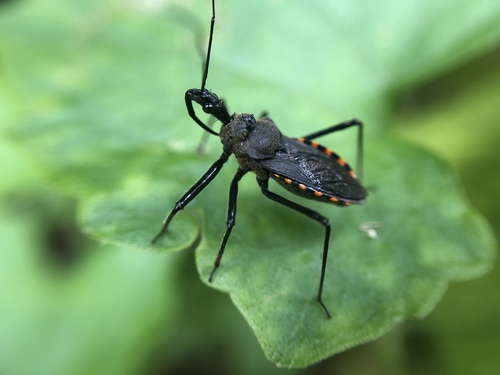 Rhynocoris niasensis · iNaturalist