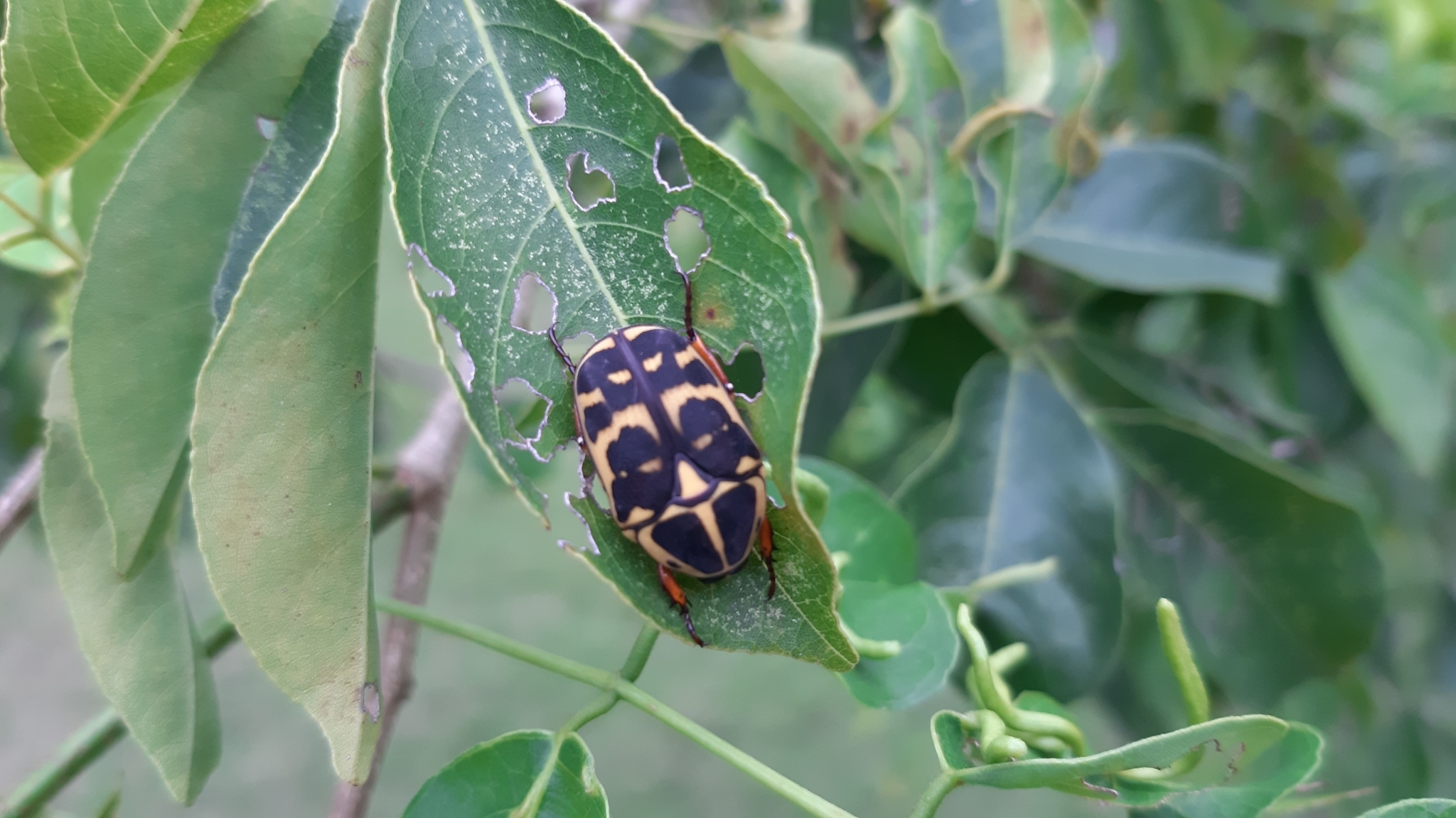 Pachnoda cordata (Drury, 1773)