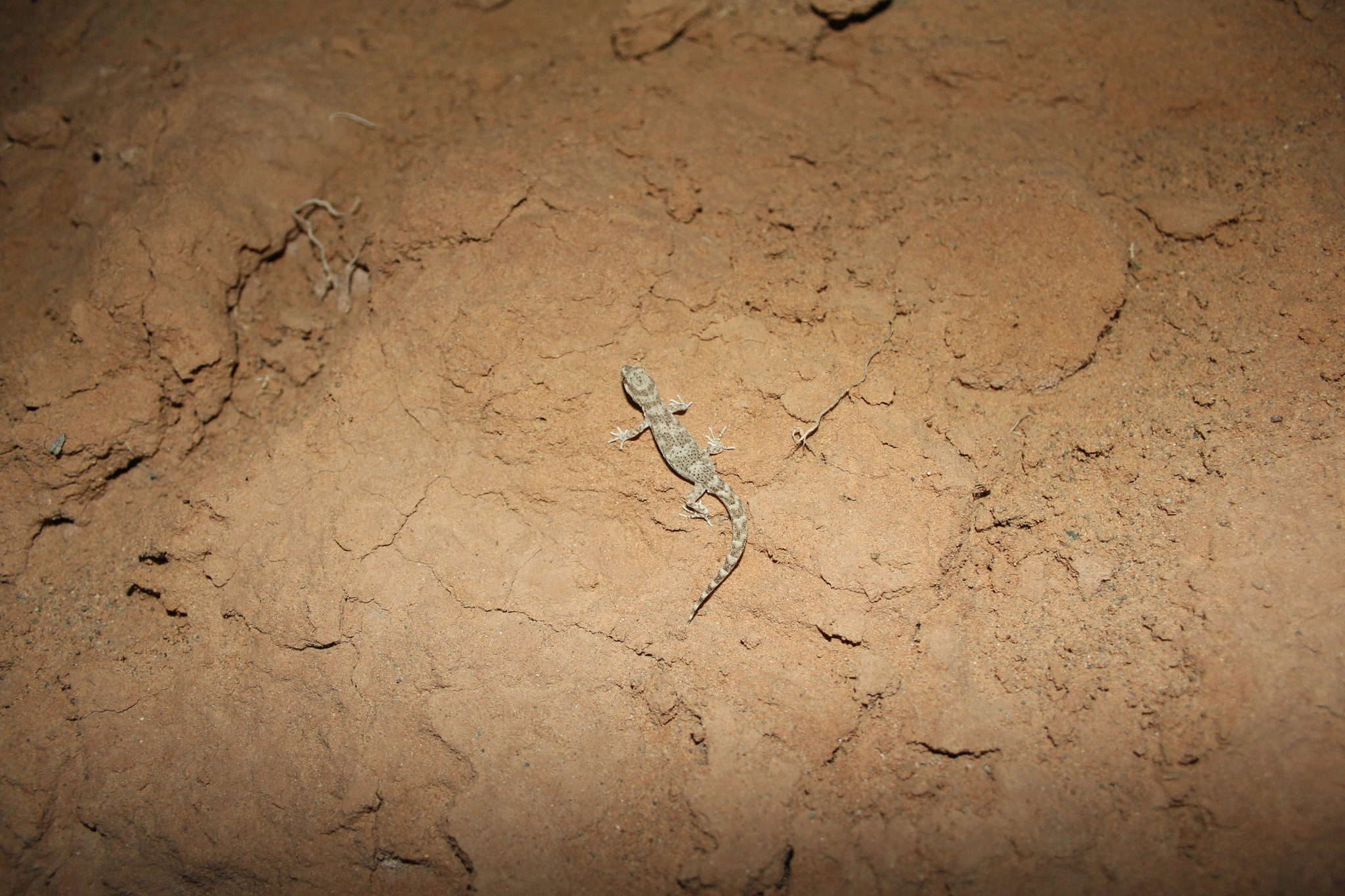 Alsophylax pipiens (Pallas, 1827)