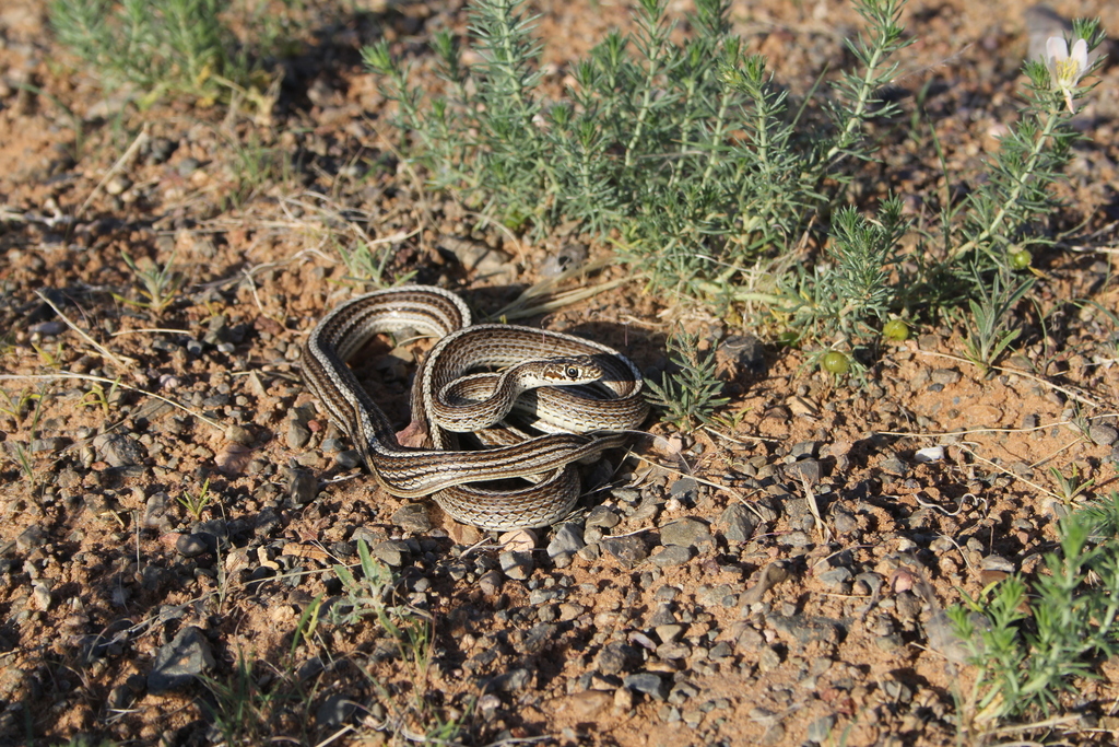 Slender Racer from Manlai, Mongolia on June 20, 2019 at 08:17 AM by ...