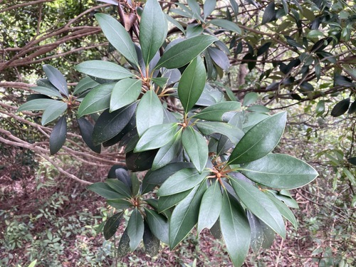 Ternstroemia luteoflora · iNaturalist