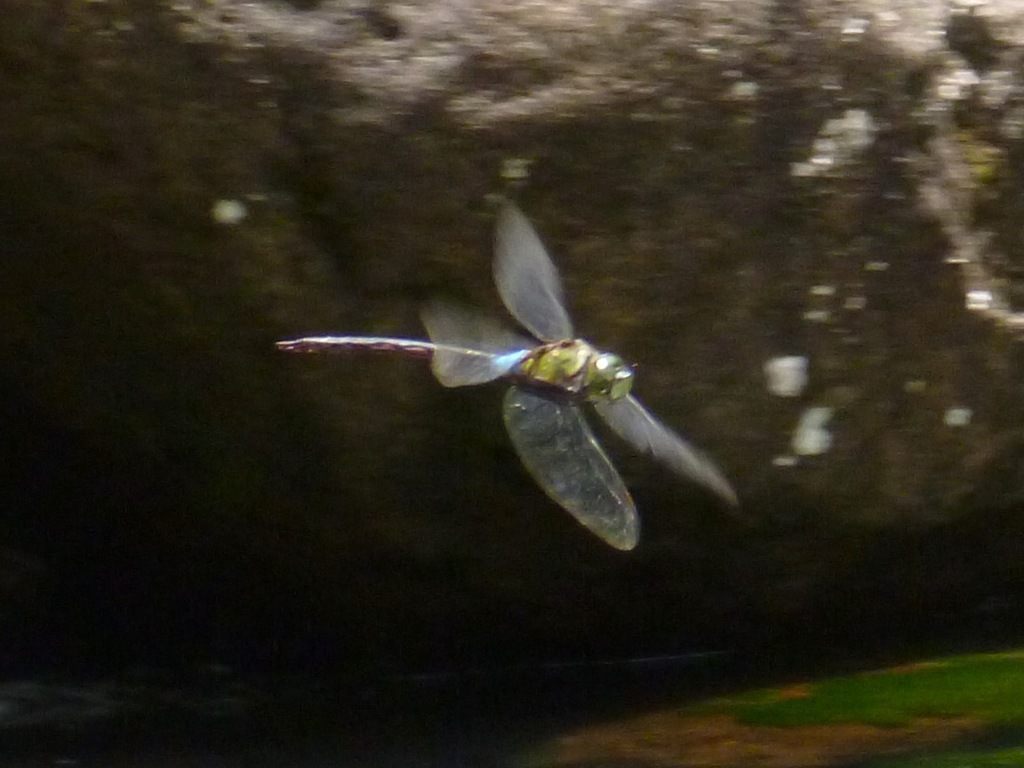 Giant Hawaiian Darner in August 2012 by Oscar Johnson · iNaturalist