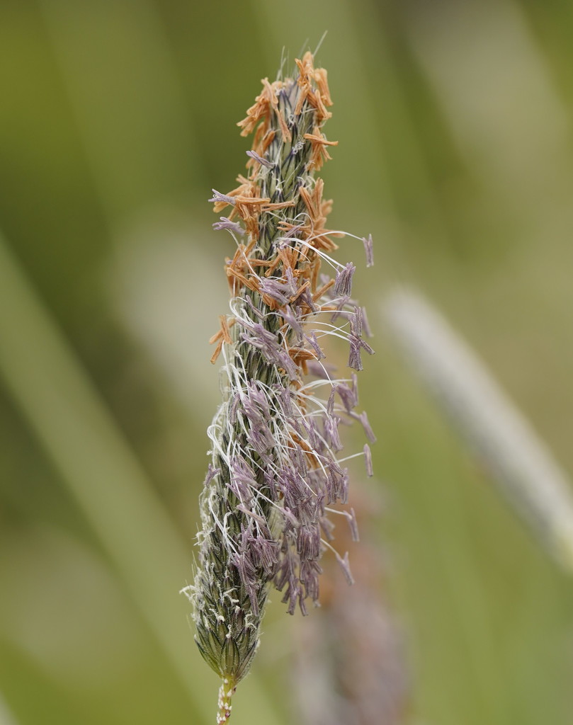 Lesser Canary Grass from Old Joes Creek Reserve, Boronia VIC AU on ...