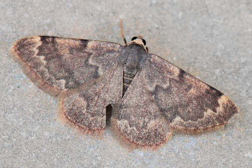 Rhodostrophia cuprinaria · iNaturalist