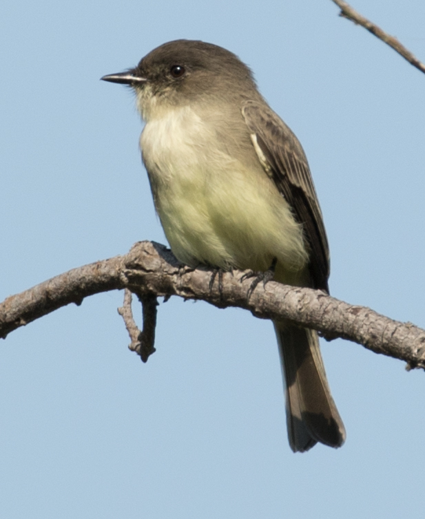 Eastern Phoebe from Cass County, TX, USA on September 01, 2017 at 09:52 ...