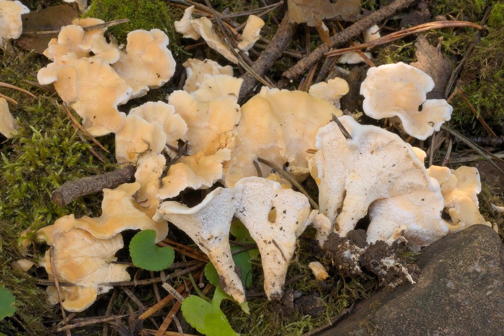 Hydnaceae (SACF (Setia Alam Community Forest) Fungi Field Guide ...