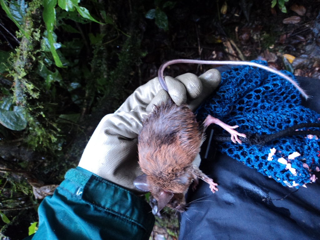 Congo forest mouse from Nyungwe Forest National Park on April 15, 2012 ...