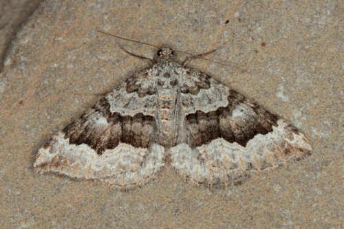 Xanthorhoe acutangulata · iNaturalist