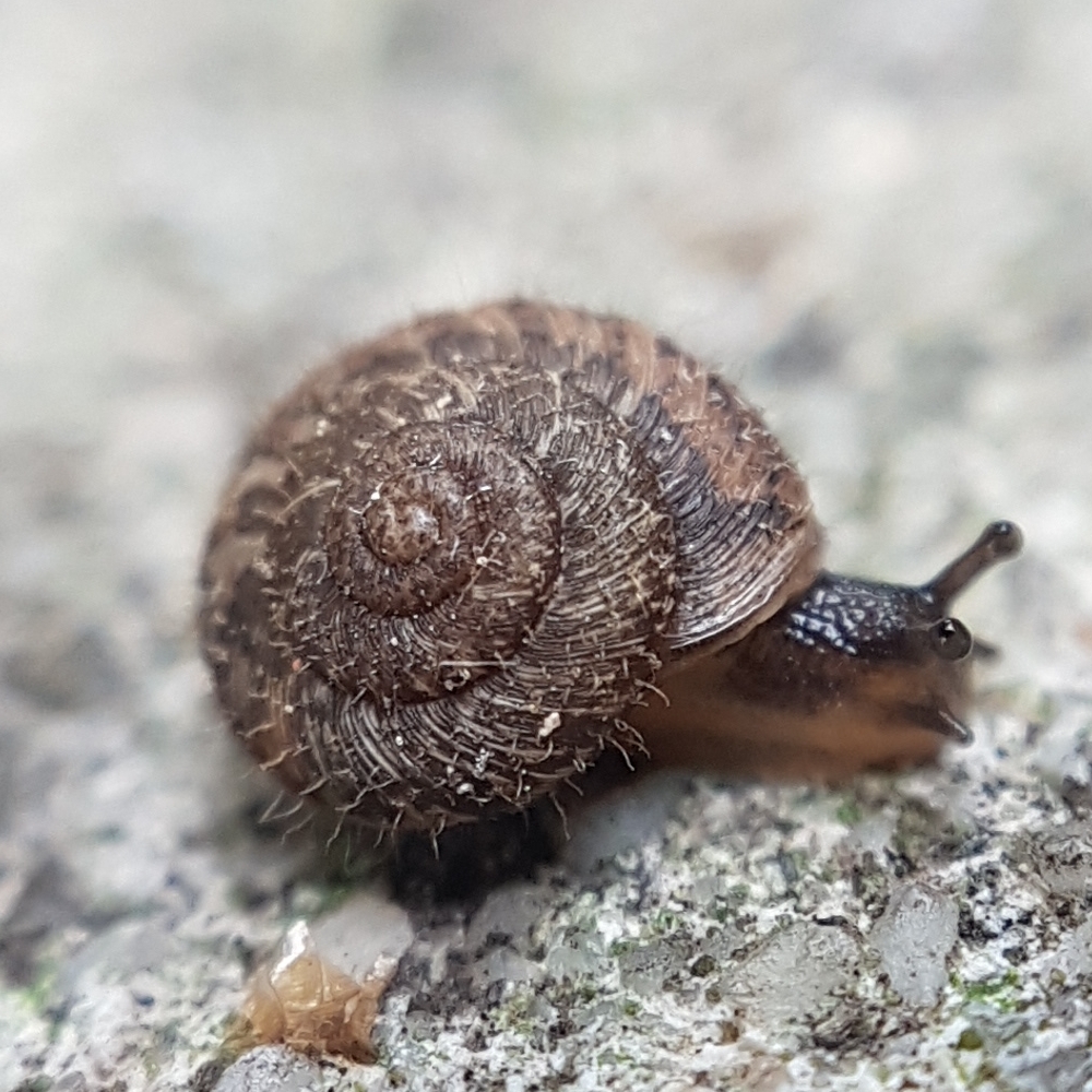 European Snail (Snails and Slugs of Whittier Narrows Dam Basin Area ...