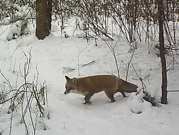Ussuri Red Fox from Хинганский заповедник, р. Карапча, Амурская область ...