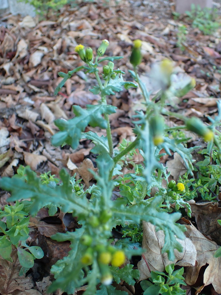 common groundsel from Havant District, England, UK on October 22, 2020 ...